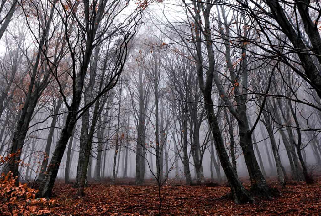 Cryptids: Real Life’s Monsters – WNUR News